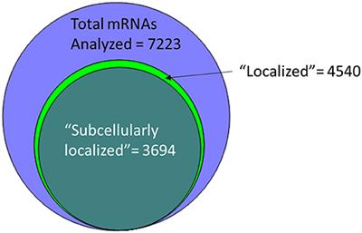 Frontiers | Drosophila mRNA Localization During Later Development: Past ... Frontiers | Drosophila mRNA Localization During Later Development: Past ...